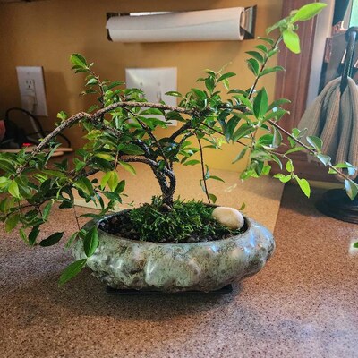 Premium Large Shallow Succulent Planter Pot, Ceramic With Decorative ...