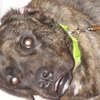 Personalized Bullet Pet Tag, Dog Name Tag, Man's Best Friend, Collar ...