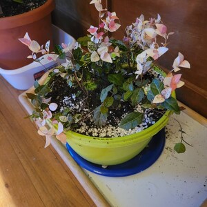 CALOTROPIS GIGANTEA Giant / Madar/ Milkweed Tree Plant - Etsy