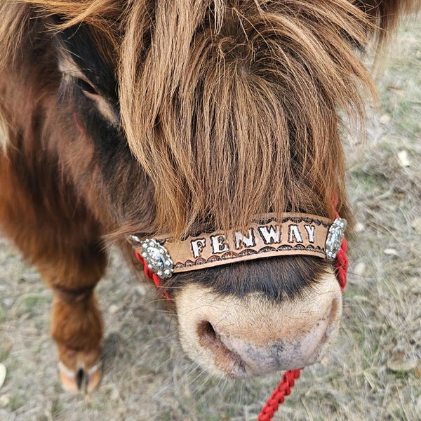 Hand Tooled and Hand Painted Personalized Cow Halter - Etsy