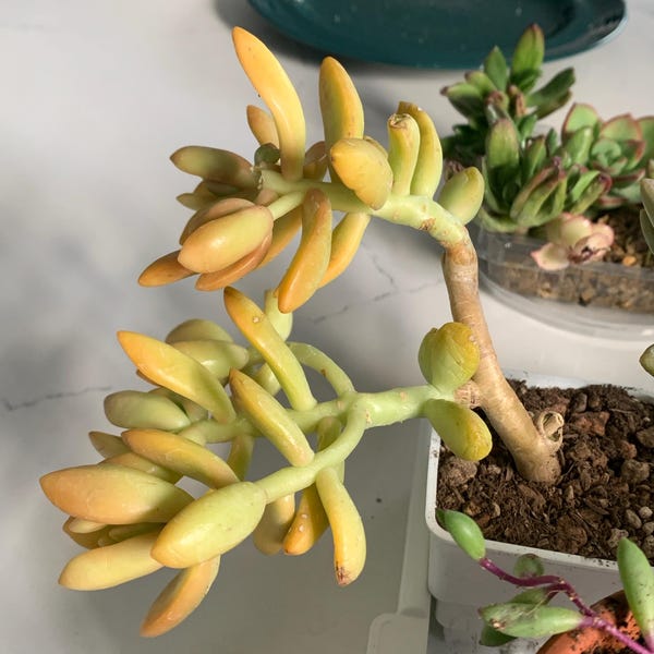 Rare Colorful Echeveria Raindrops Succulent - Etsy