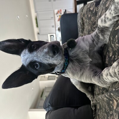 LARGE Baja Dog Poncho Mexican Dog Hoodie Dog Clothes Dog - Etsy