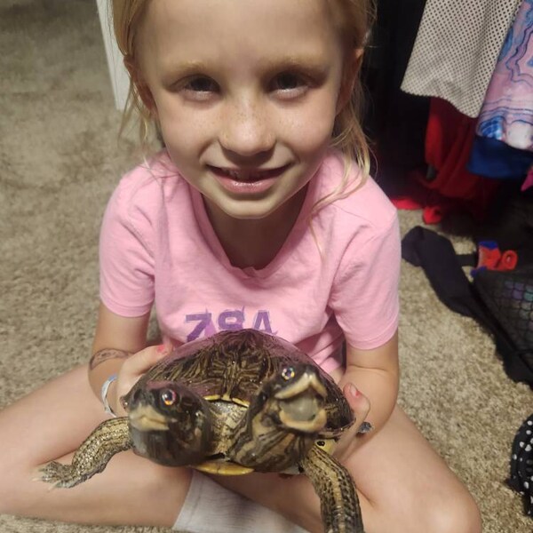 Full Body Turtle Taxidermy- French Horn-playing Tortoise Mariachi Toad ...