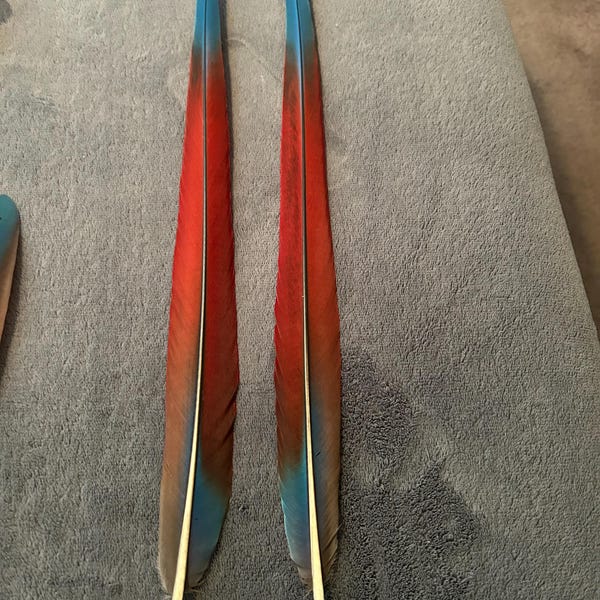 2 Matched Pairs Macaw Wing Feathers, Large Blue Parrot Feathers ...