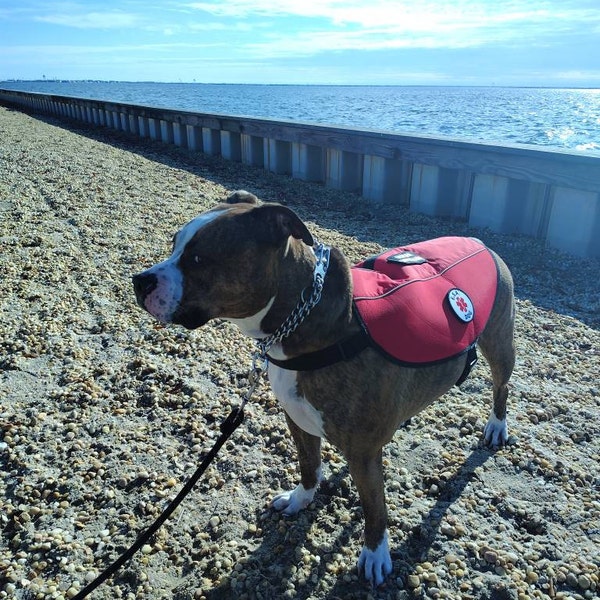 Emotional Support Animal E.S.A. Dog Harness Reflective Assistance Vest ...