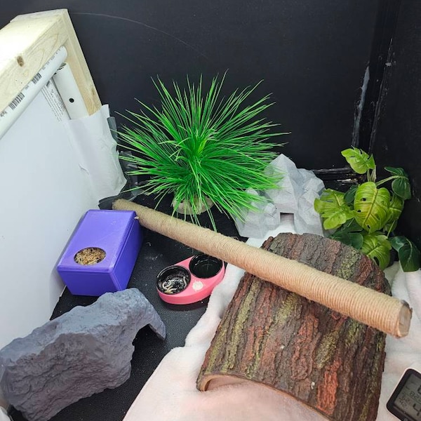Leopard Gecko Moist Hide / Lay Box - Etsy