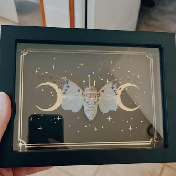 Real Framed Ghost Cicada Ayutha Spectabilis Shadow Box Frame Insect ...