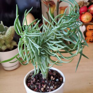 Vintage My Size Barbie,bride Barbie Doll,large Bride Barbie,collectible ...