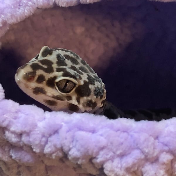 Leopard Gecko House, Crochet Pet Cave, Extra Soft Plush Pets Home ...