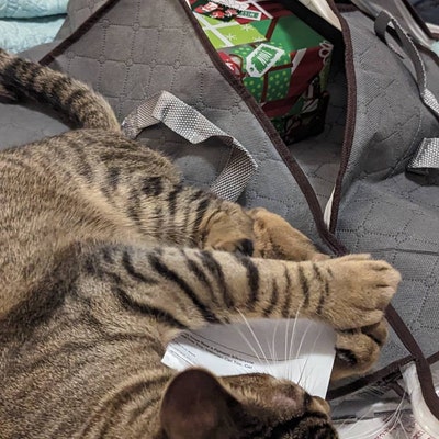 CLEARANCE Kitty Kicker Cat Toys Pick a Pattern Silvervine Toy, Cat Kick ...