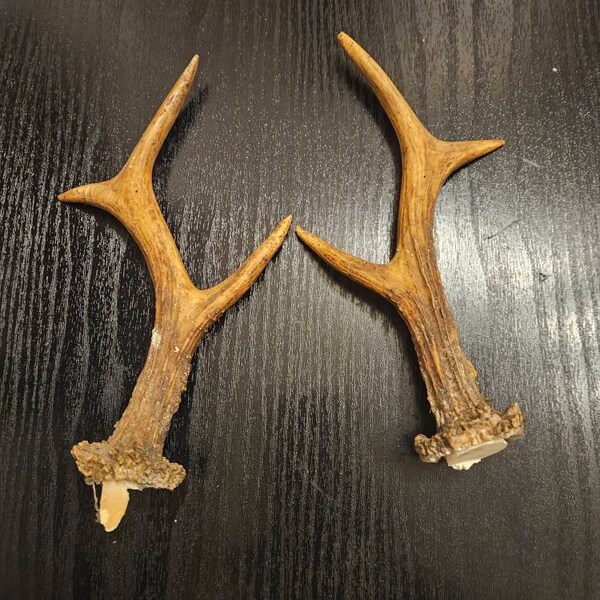 Monsterous BULL, Record Antlers 9.5KG + 9.2KG, Very Rare and Unique ...