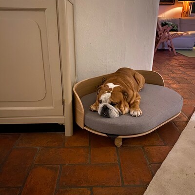 KIKKO, Luxury Coffee Table, Cat Bed, Scandinavian Design, Designer Bed ...