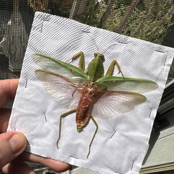 25, 50, 100 A Grade Real Butterfly Wings, Wings for Crafts, Laminated ...