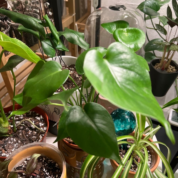 Monstera Deliciosa Tropical Split Leaf Plant 4" Inch Pot | Indoor and ...