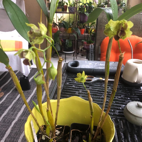 Rlc. Sung Ya Green 'mailman' 2.5 Pot - Etsy