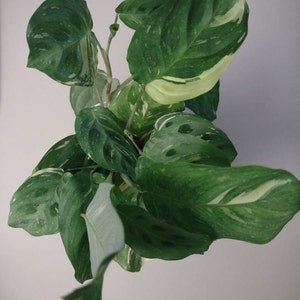 Silver Splash Pothos Scindapsus Pictus Exotica - Etsy