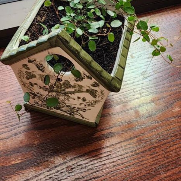 Angel Vine “wire Vine” Plant - Etsy