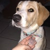 Custom Dog ID Tag, Tropical, Hand Stamped Dog Tag, Coastal Pet ID Tag ...