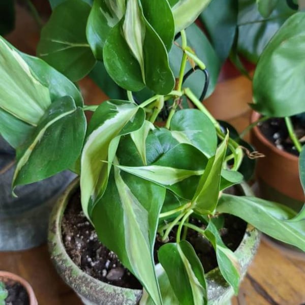 Philodendron Rio Large | Philodendron Rio Starter Planter Plant | Rio ...