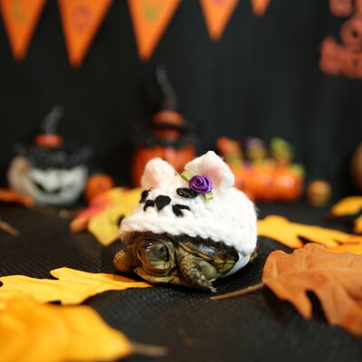 Cat/kitten Costume for Turtles/ Tortoises - Etsy