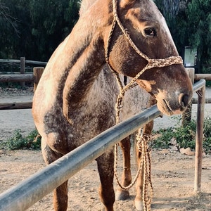 Light Oil Floral Tooled Buckaroo Style Browband Headstall / Bridle - Etsy