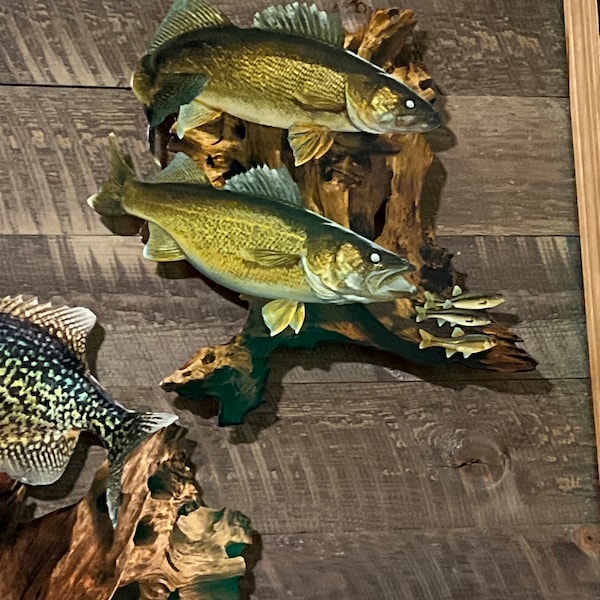 Walleye Replica Duo Wall Art - Realistic 2D Metal Walleye Driftwood ...