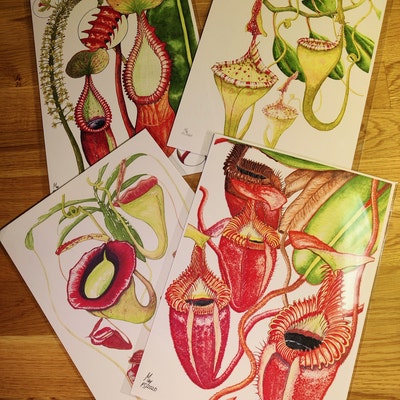 ORIGINAL Nepenthes Talaandig Pencil Drawing - Etsy