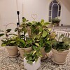 Twisted Copper Flamingo Hoop Trellis Hoya Trellis Circle Trellis ...