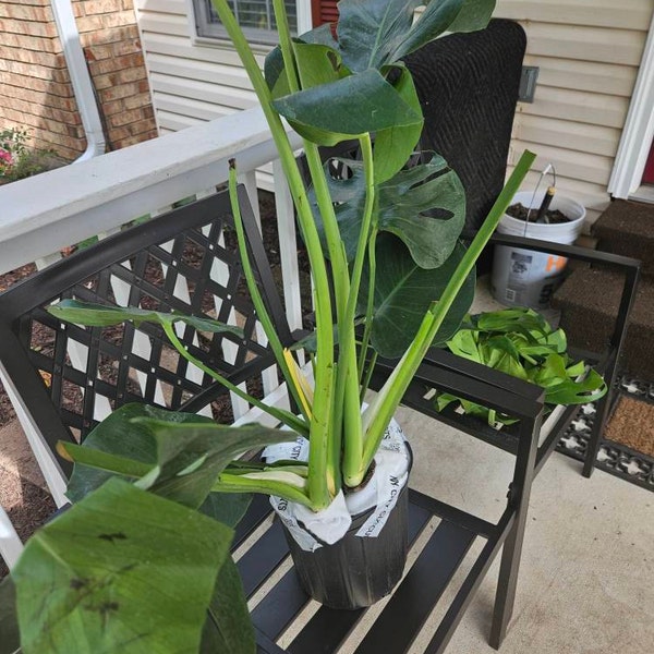 Philodendron Pink Princess Black Cherry Plant Live Philodendron Pink ...