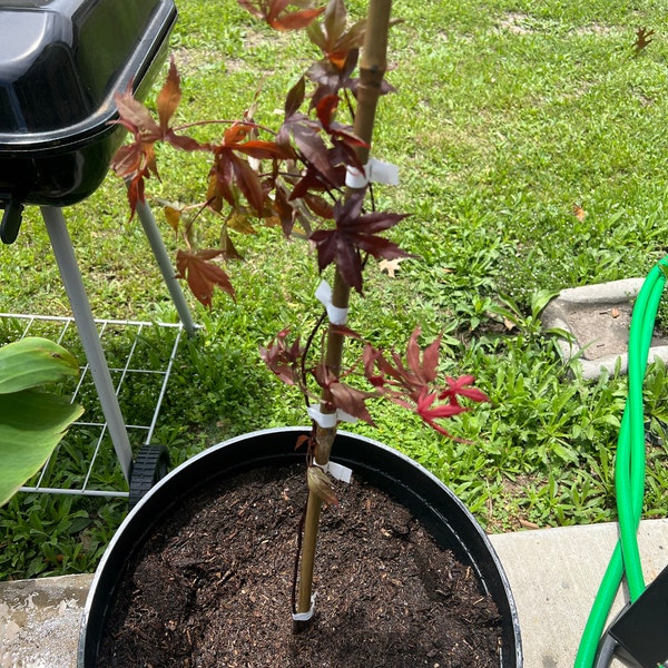 Bloodgood Japanese Maple 18/24" in an ABP Container - Etsy