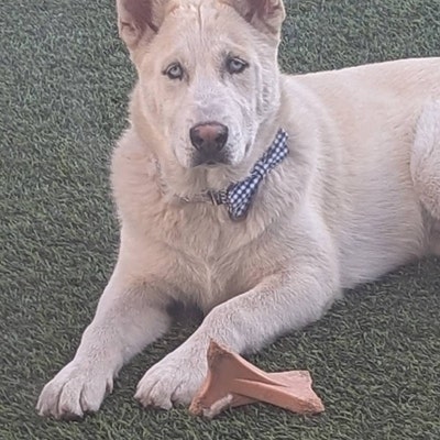 Blue Plaid Personalised Dog Harness, Handmade Harness Collar and Leash ...