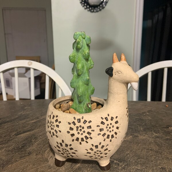 Myrtillocactus Geometrizans - Boobie Cactus (options of 5'', 6'', 8 ...