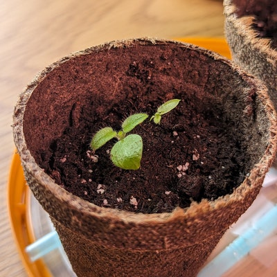 Ficus Altissima lofty Fig or 'council Tree' Seeds exotic Tropical ...