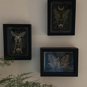 Real Atlas Moth Shadow Box Frame, Framed Attacus Atlas, Moth Taxidermy ...