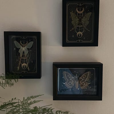 Real Atlas Moth Shadow Box Frame, Framed Attacus Atlas, Moth Taxidermy ...