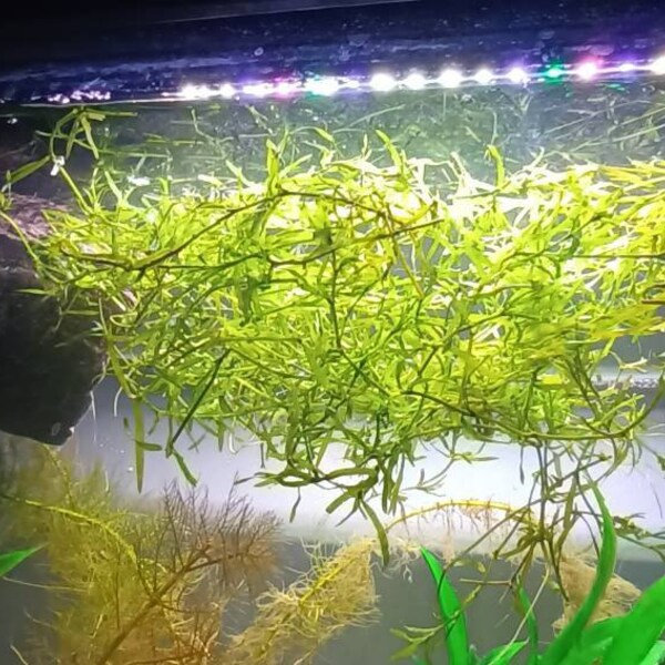 Floating Fish Breeding Mop Live Bearer and Egg Layers Fry Hiding - Etsy