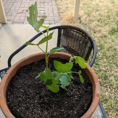 Fignomenal Fig Live Plant Dwarf Fig Perfect for Containters non-gmo and ...