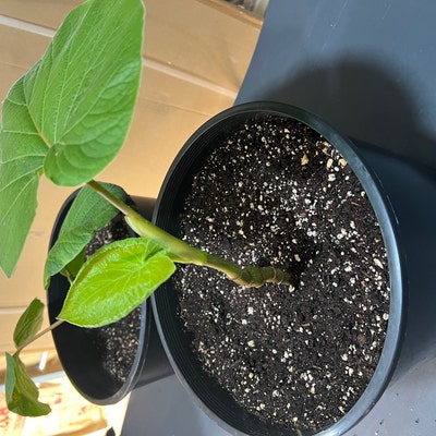 Neoregelia Sheba Bromeliad Offset for Shade or SUN - Etsy