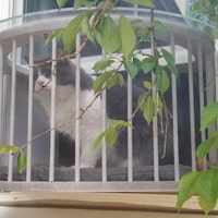 Cat Solarium Conservatory Package the Ultimate Cat Window Box. Cat ...