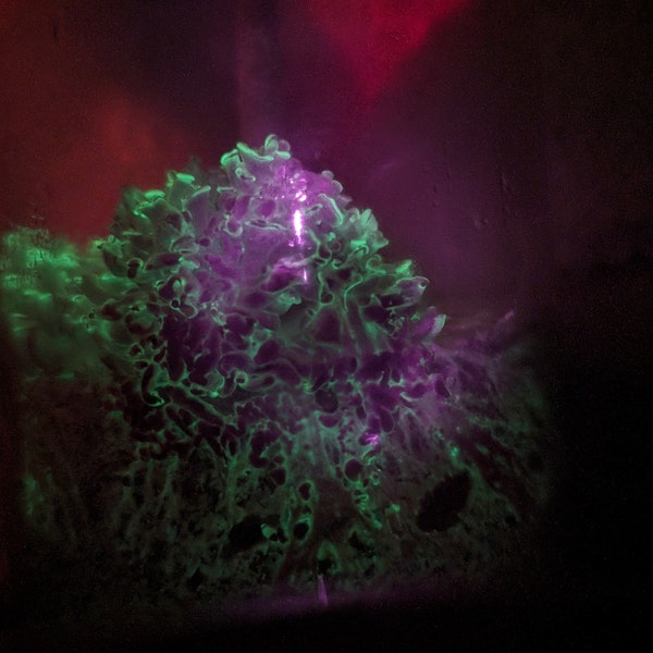 Glow in the Dark Bioluminescent Mushroom Liquid Culture, Panellus ...