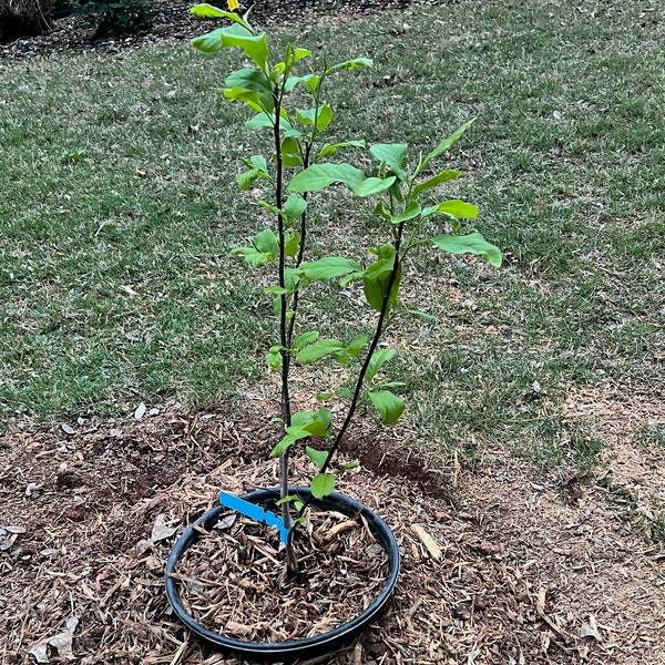 Gold Rush & Yellow Delicious Apple Tree Package - Etsy