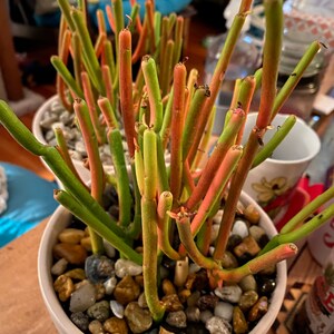 RARE Red Horn HUMMEL Jade Crassula Succulent Cutting 2 | Etsy
