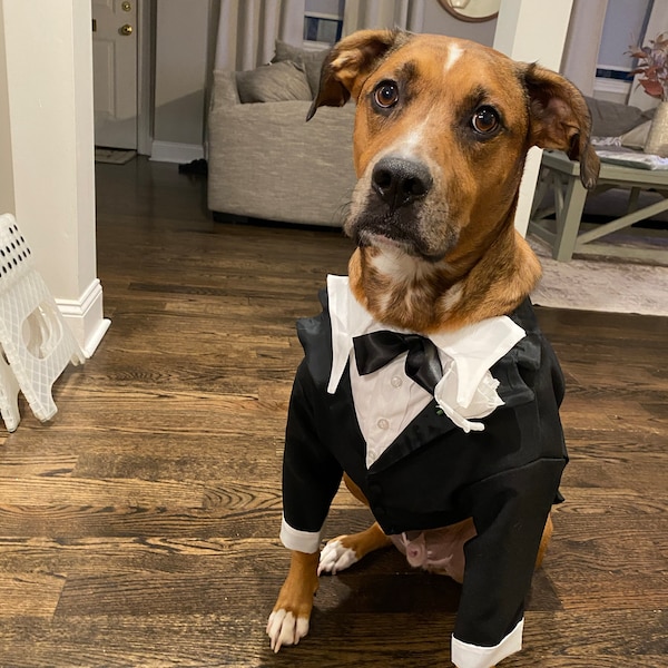 Dog Tuxedos All Sizes Made to Measure and Fully Lined - Etsy