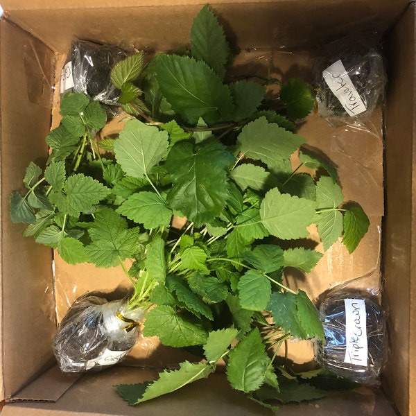 Fall Gold Raspberry Starter Plant Sweet Raspberries Yellow Berry Fruit ...