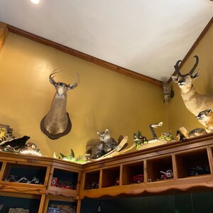 Fairy Bookcase Haunted Witches Cabinet Miniature Spooky Oddities ...