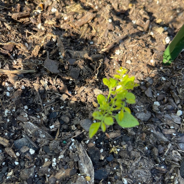 Curry Tree Seeds - Etsy
