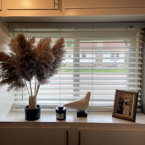 Hydrocotyle Vulgaris Copper Coin Plant Chinese Coin Plant - Etsy