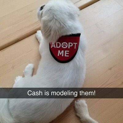 5-pack ADOPT ME Bandana Scarf for Rescue Dogs - Etsy