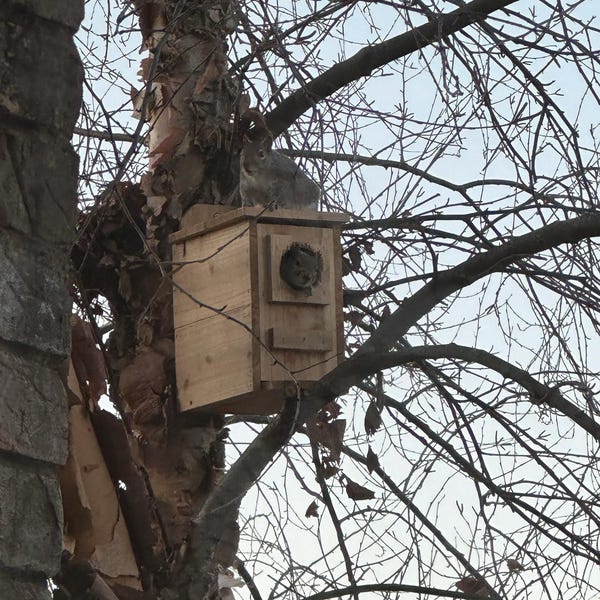 Dove Nesting Box, Large Nesting Box, Dove House - Etsy