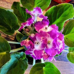 Optimara African Violet Variety Pack 4 Plants 4 Pots - Etsy